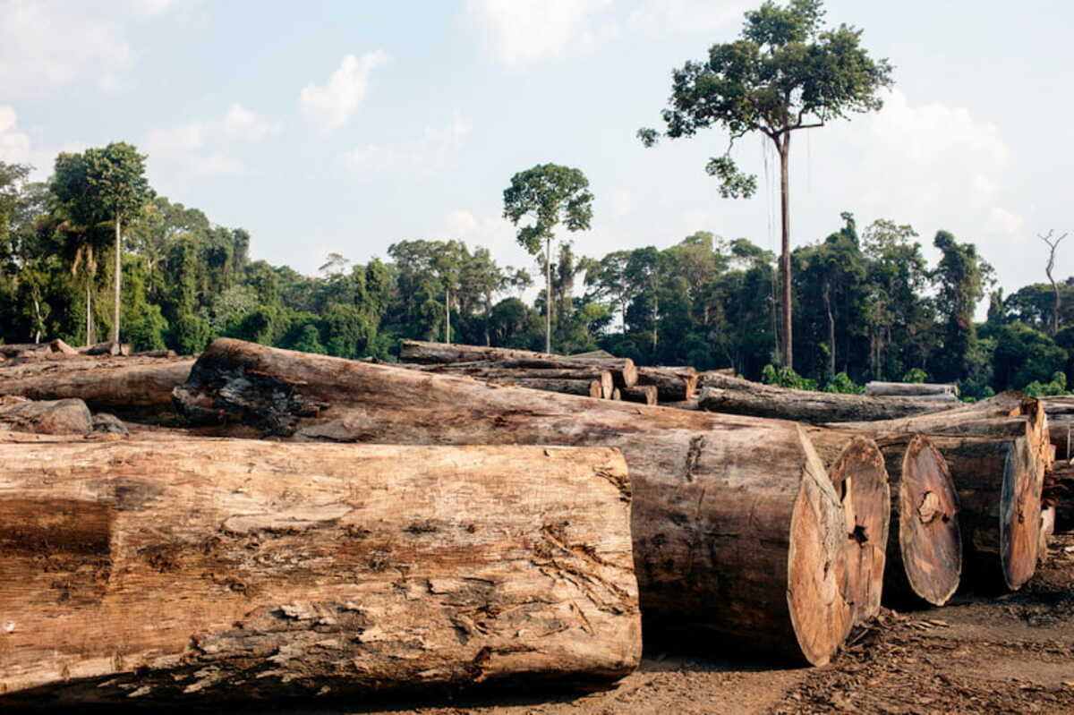 62% da exploração de madeira no Amazonas é feita ilegalmente - Agencia ...